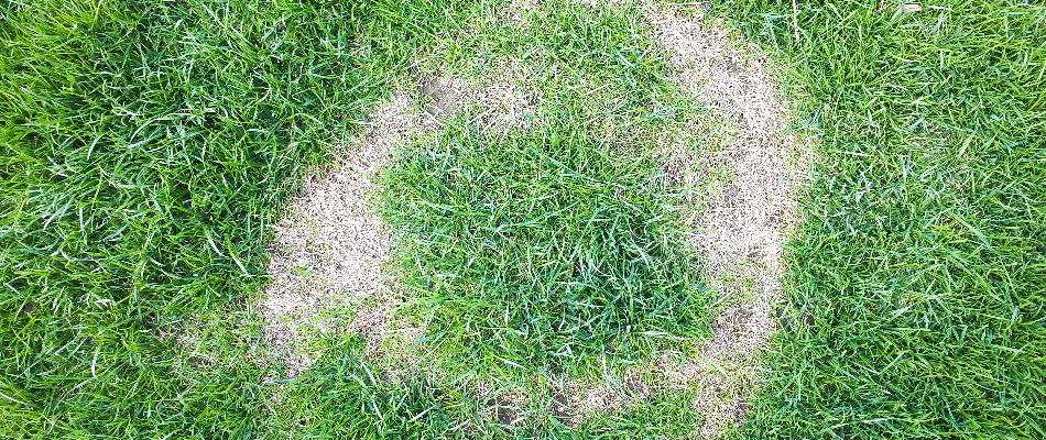 What Should I Do if Necrotic Ring Spot Invades My Lawn? | Mesa Turf Masters